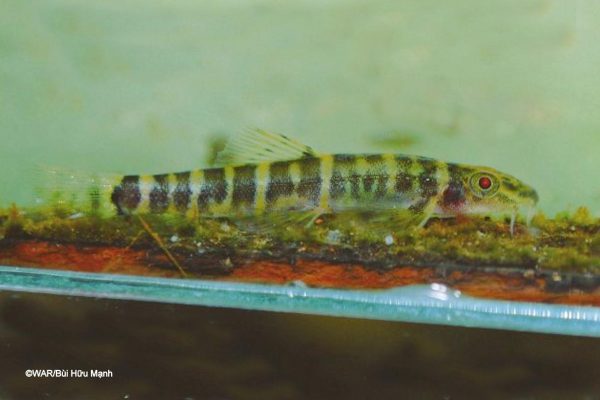 Discover 12 new species of fresh water fishes for Vietnam – Wildlife At ...