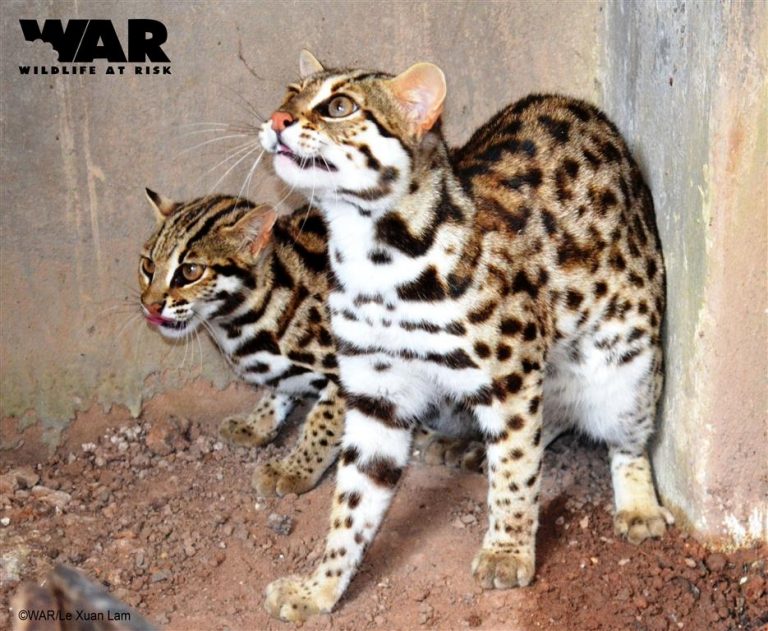 Two Leopard Cats newly registered at Cu Chi Wildlife Rescue Station ...