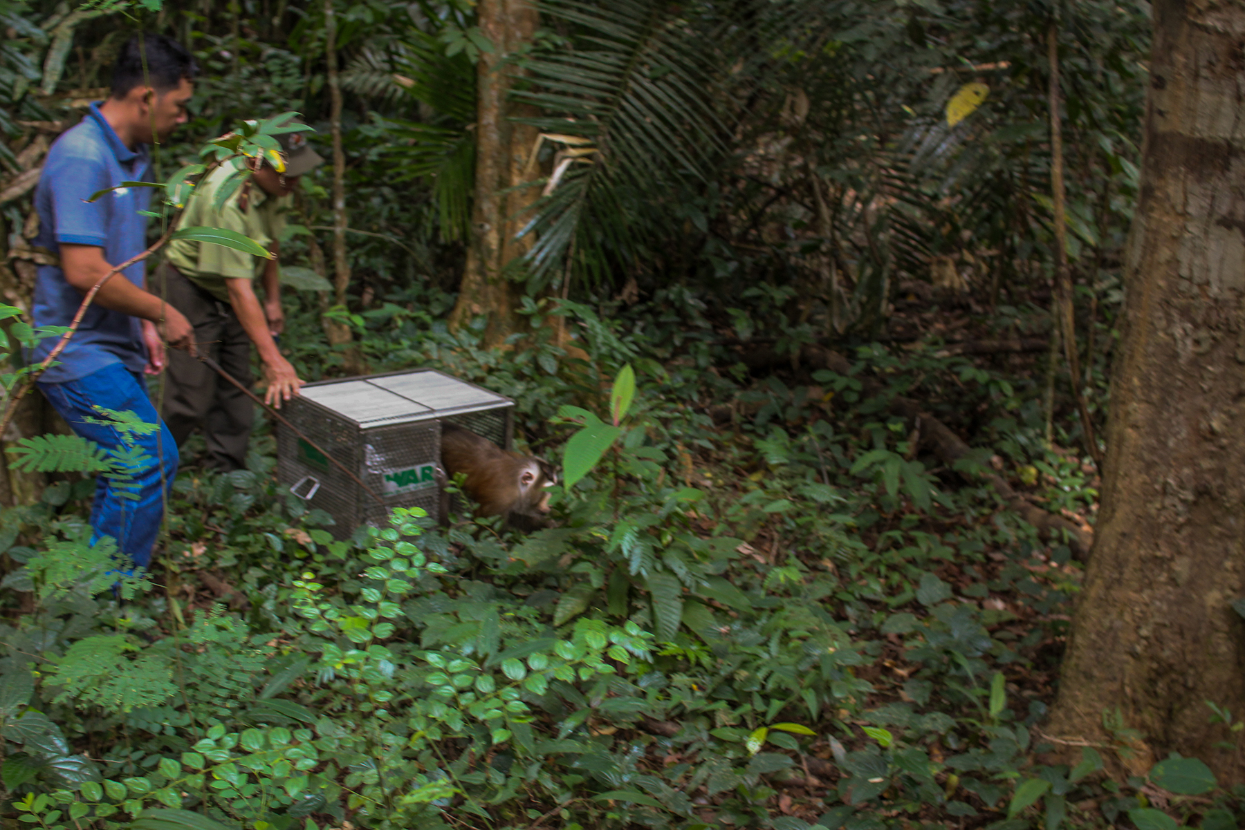 THE MOST VARIOUS SPECIES RELEASE IN 2022 – Wildlife At Risk