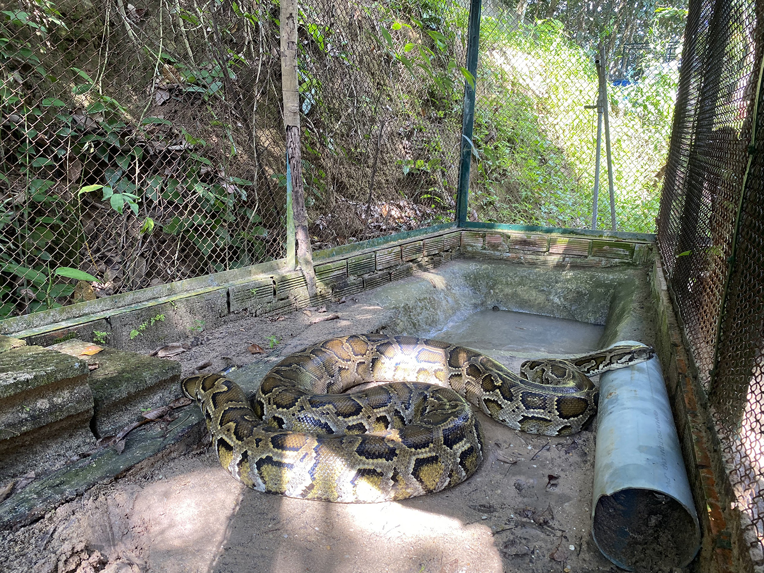 THE MOST VARIOUS SPECIES RELEASE IN 2022 – Wildlife At Risk