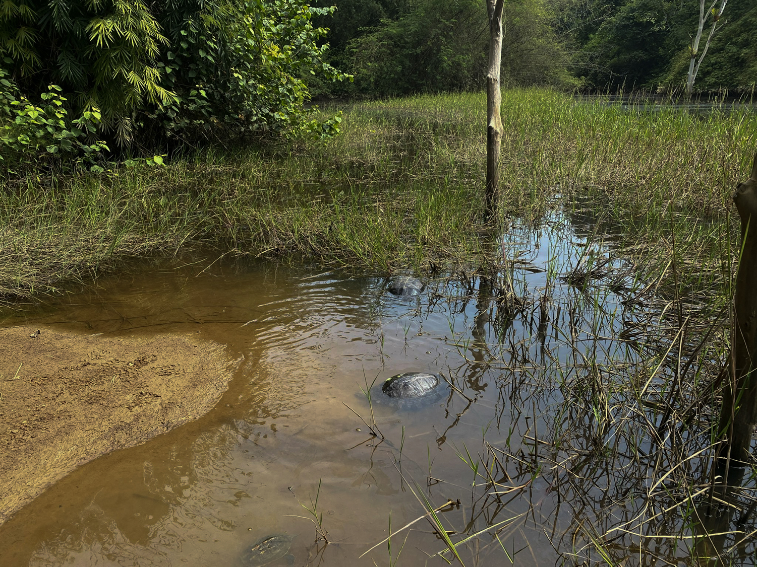 THE MOST VARIOUS SPECIES RELEASE IN 2022 – Wildlife At Risk